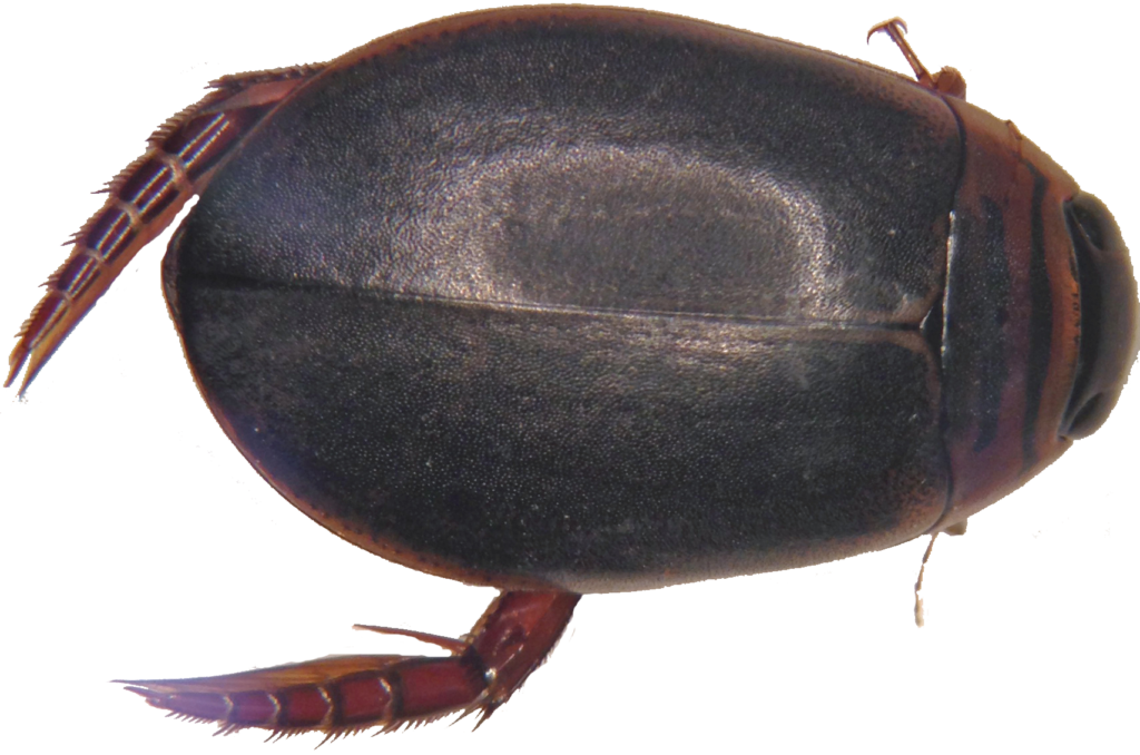 RESEARCH - Matthew Pintar